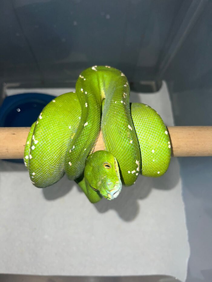 Aru Green Tree Python Male #1(Morelia viridis) - Reptile Empire