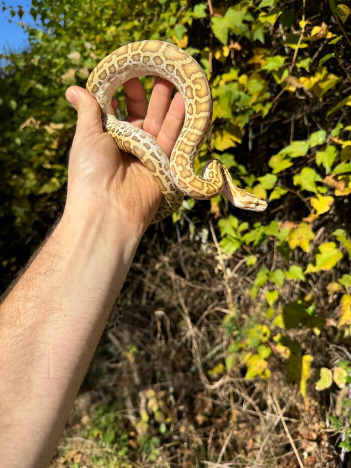 Hypo Burmese Python Female #1 (Python bivittatus) - Reptile Empire