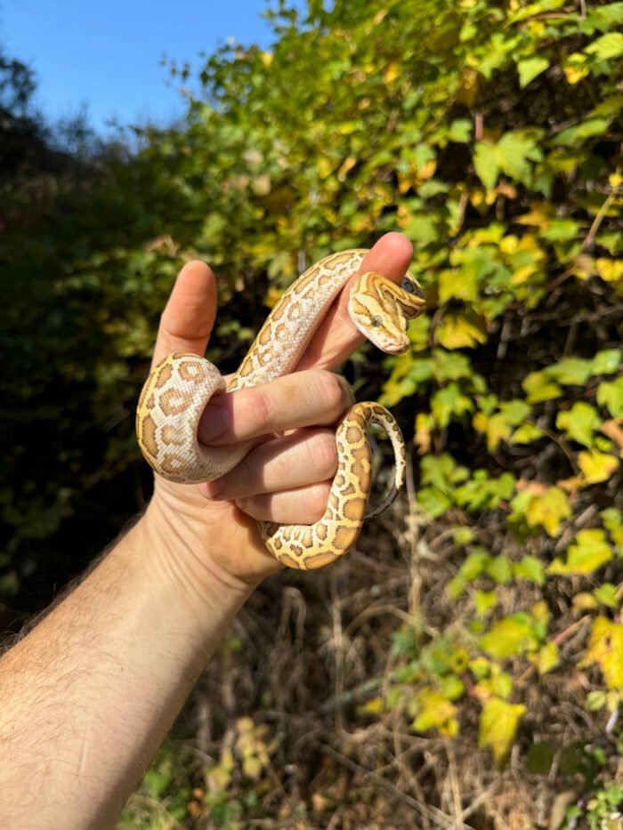 Hypo Burmese Python Female #3 (Python bivittatus) - Reptile Empire