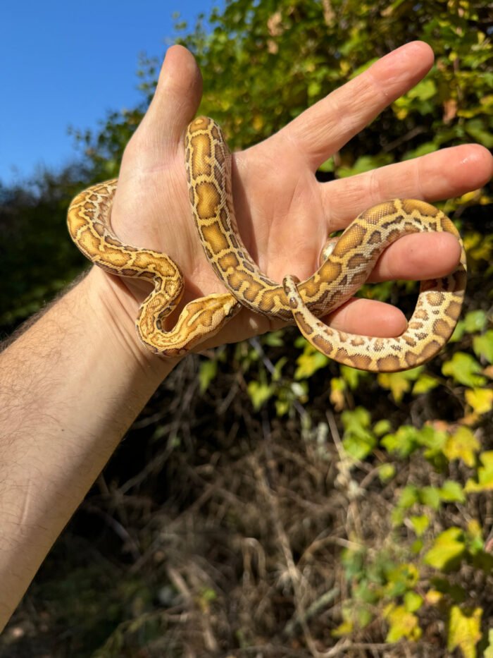 Hypo Burmese Python Female #2 (Python bivittatus) - Reptile Empire