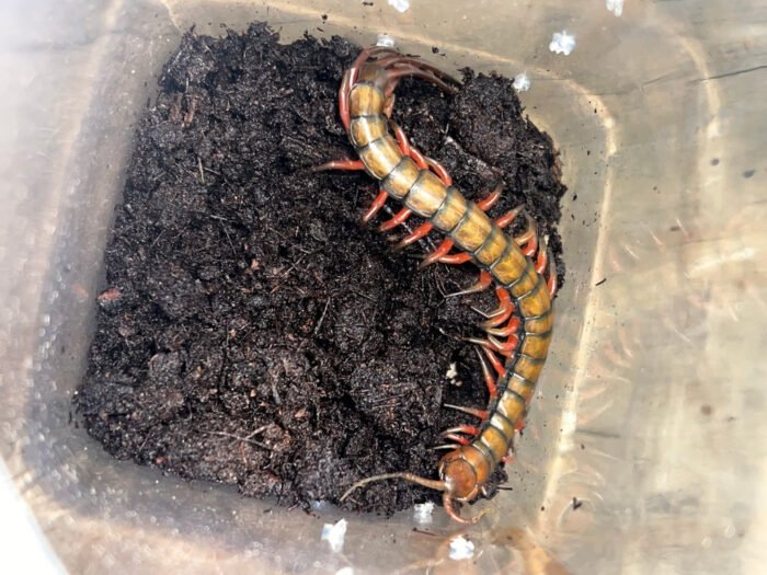 Barbados Giant Centipede (Scelopendra angulata) - Reptile Empire